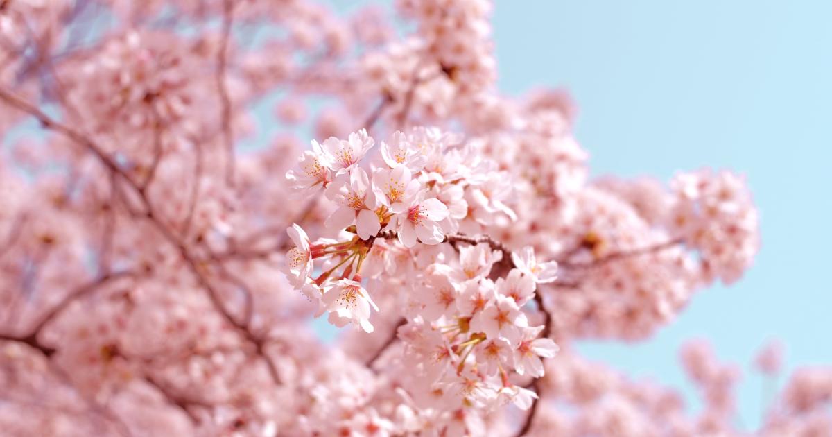 Japan, at the dawn of a new cycle: fiscal tensions and monetary ...
